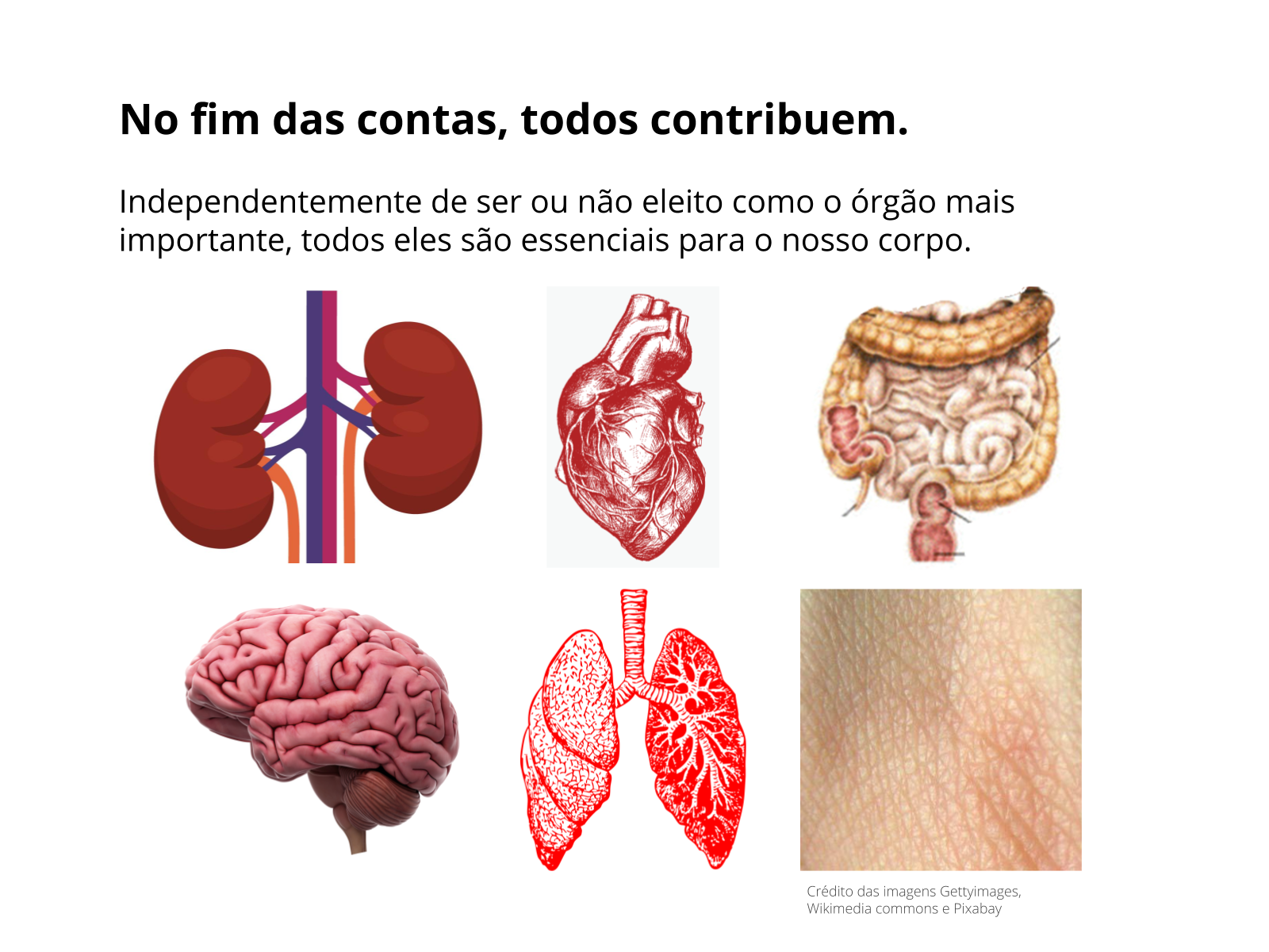 Plano de aula - 6o ano - Os principais órgãos e suas funções