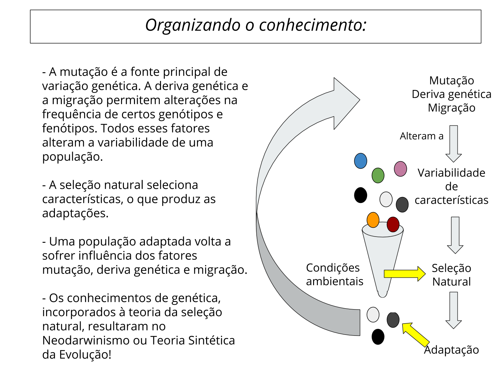 Neodarwinismo ou Teoria sintética da evolução - Planos de aula - 9º ano ...