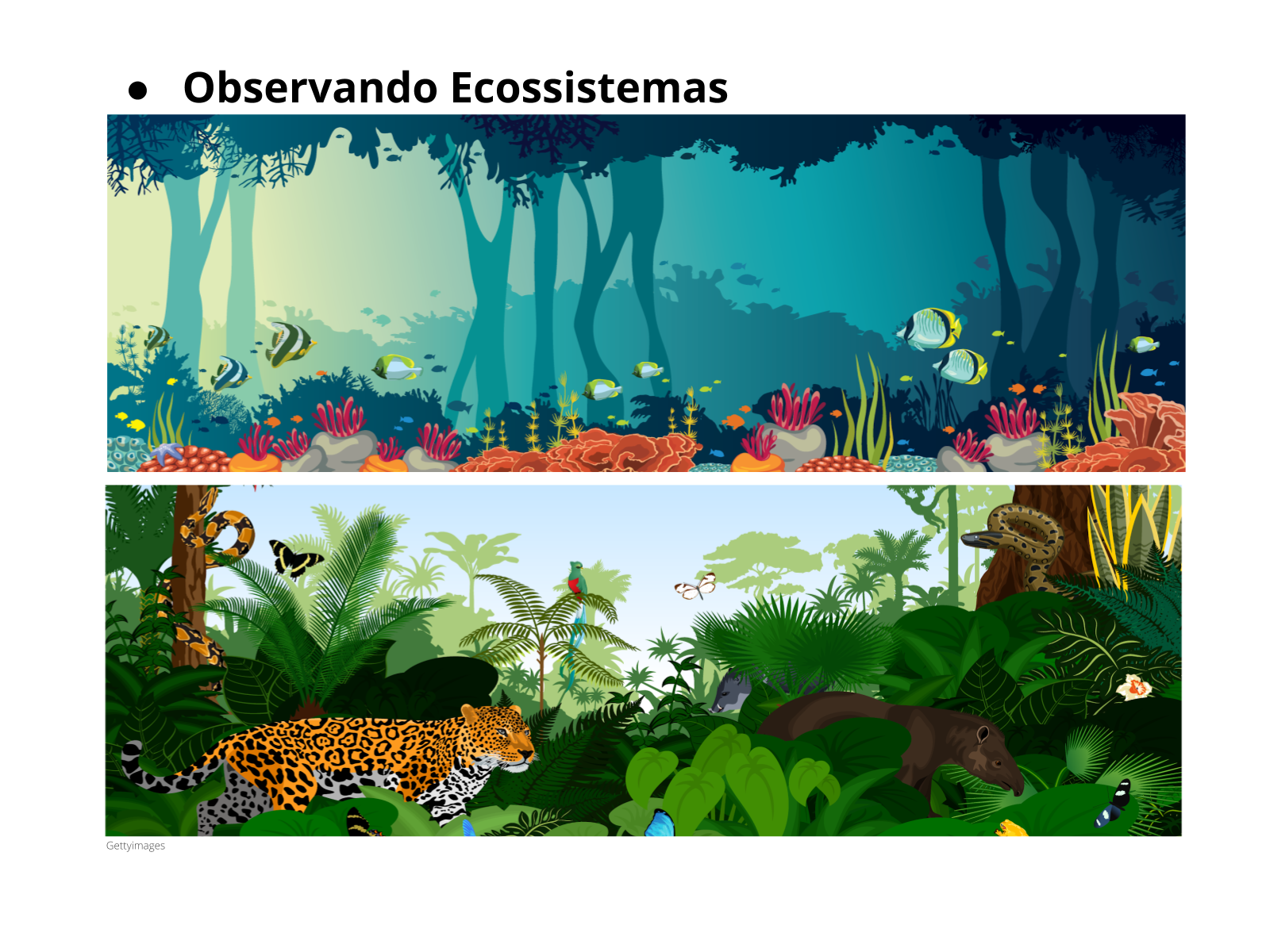 Seres vivos, elementos não vivos e suas relações - Planos de aula - 3º ...